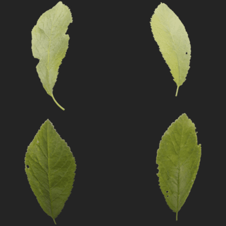 Leaf Set 003 by CC0 Textures