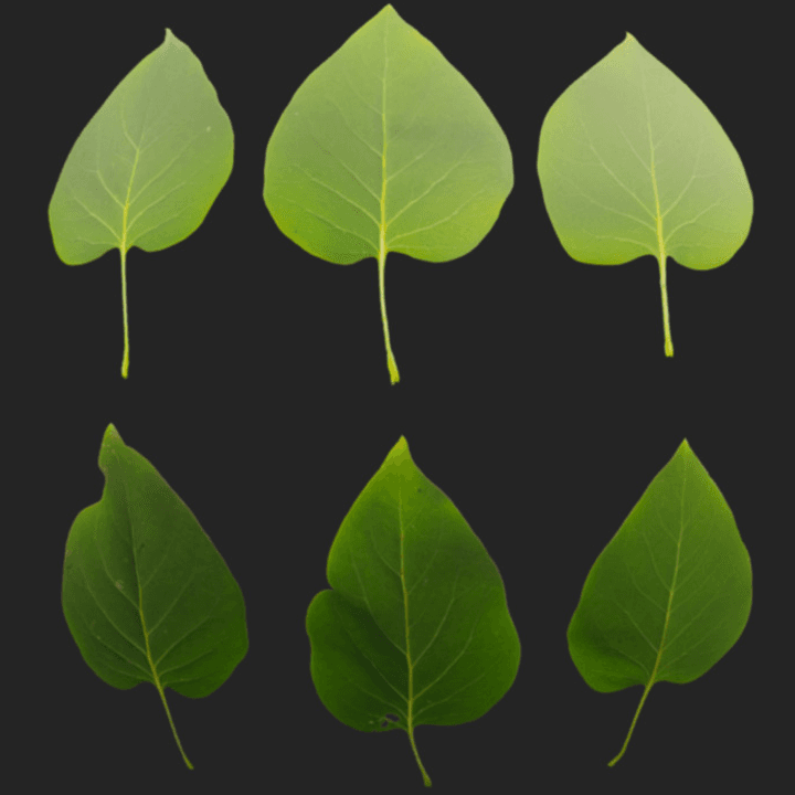Leaf Set 004 by CC0 Textures
