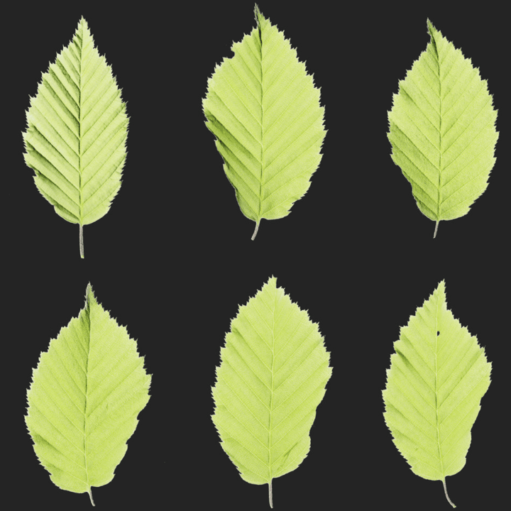 Leaf Set 014 by CC0 Textures